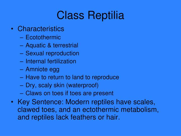 PPT - Vertebrate Zoology PowerPoint Presentation - ID:999155