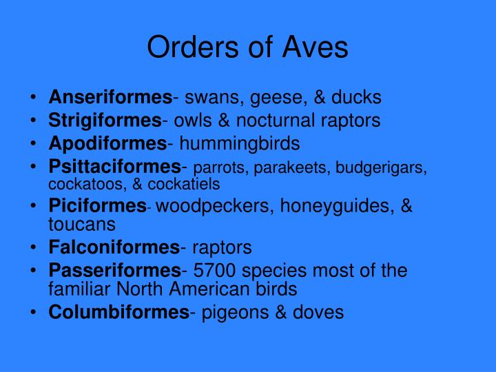 PPT - Vertebrate Zoology PowerPoint Presentation - ID:999155