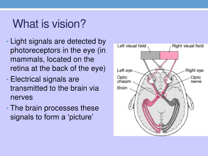 PPT - Visual signals PowerPoint Presentation - ID:999747